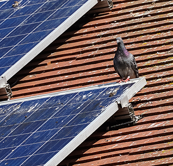 Solar Panel Critter Guards. - EnergyAid